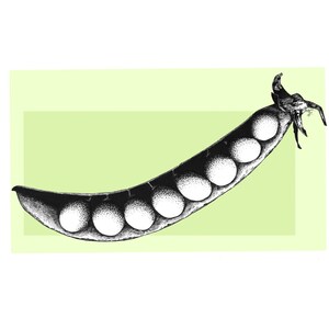 Pen and Ink Peapod Illustration - Etsy