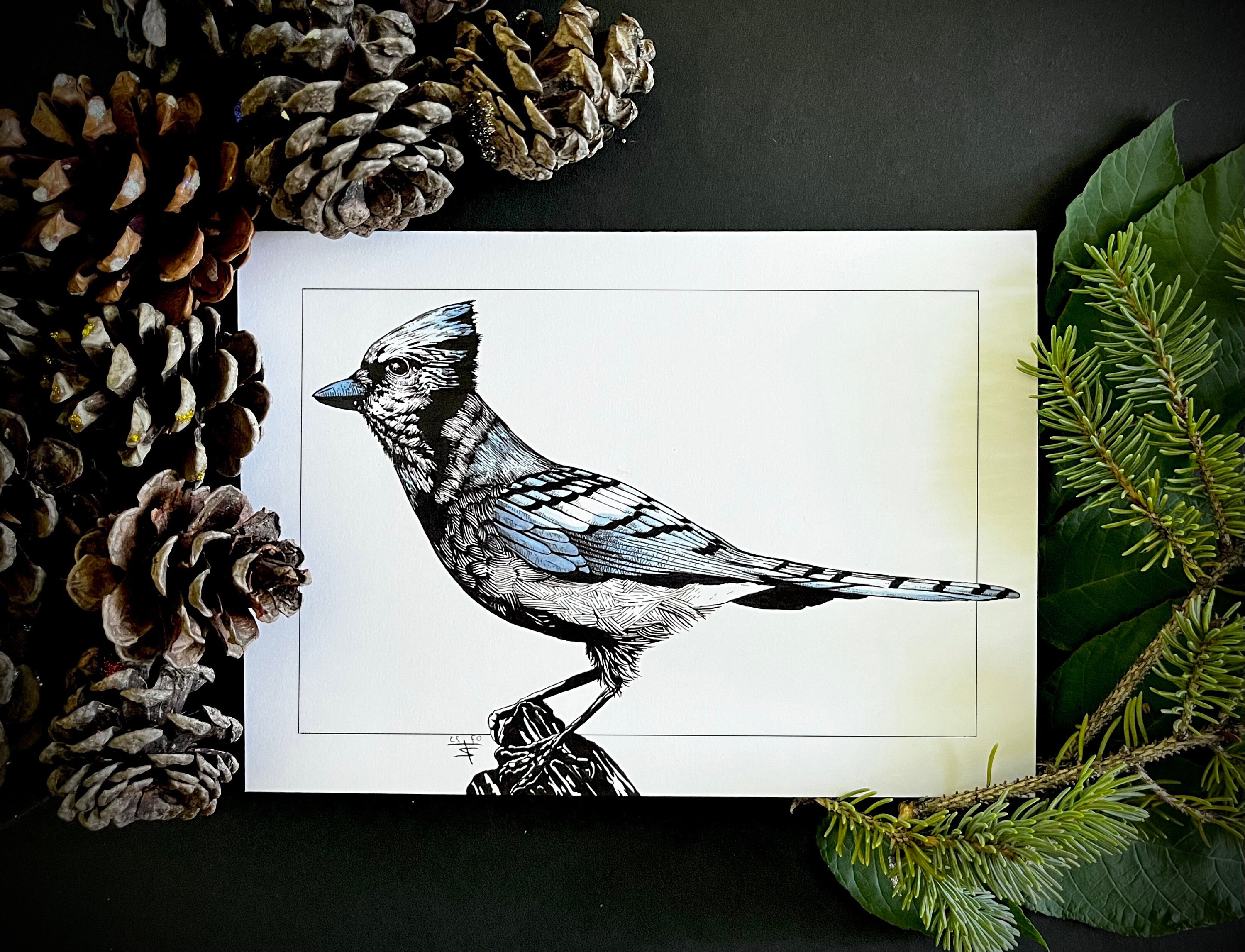 Hand Drawn Pen and Ink Bird Greeting Cards 3 Pack Contains a Robin ...