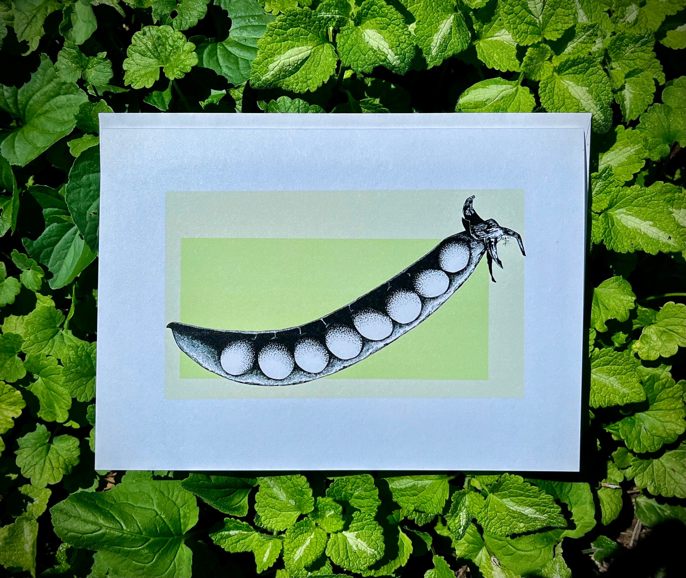 Hand Drawn Pen and Ink Vegetable Greeting Cards (3 Pack Contains ...