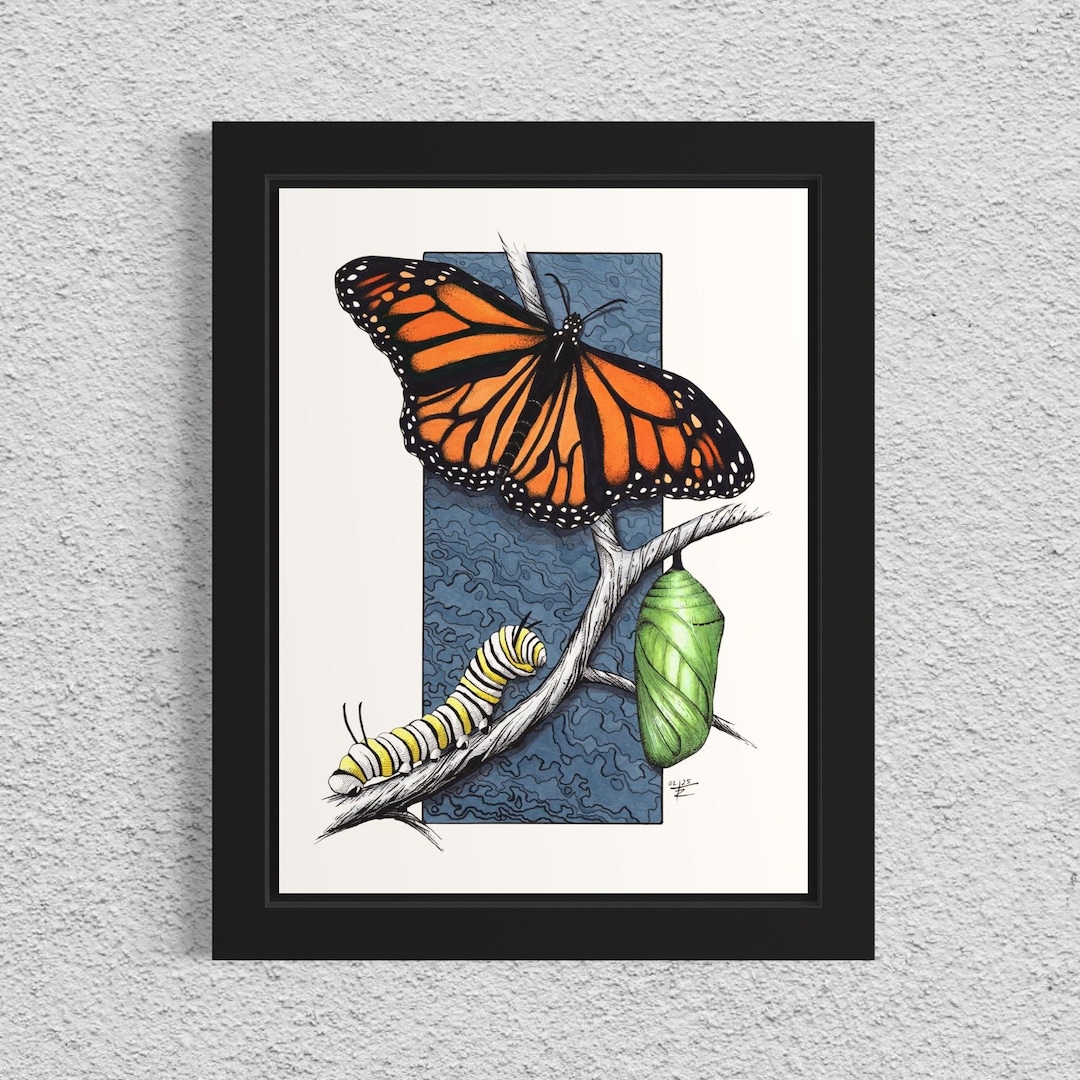 Metamorphosis. Hand Drawn Pen and Ink Monarch Butterfly Illustration ...