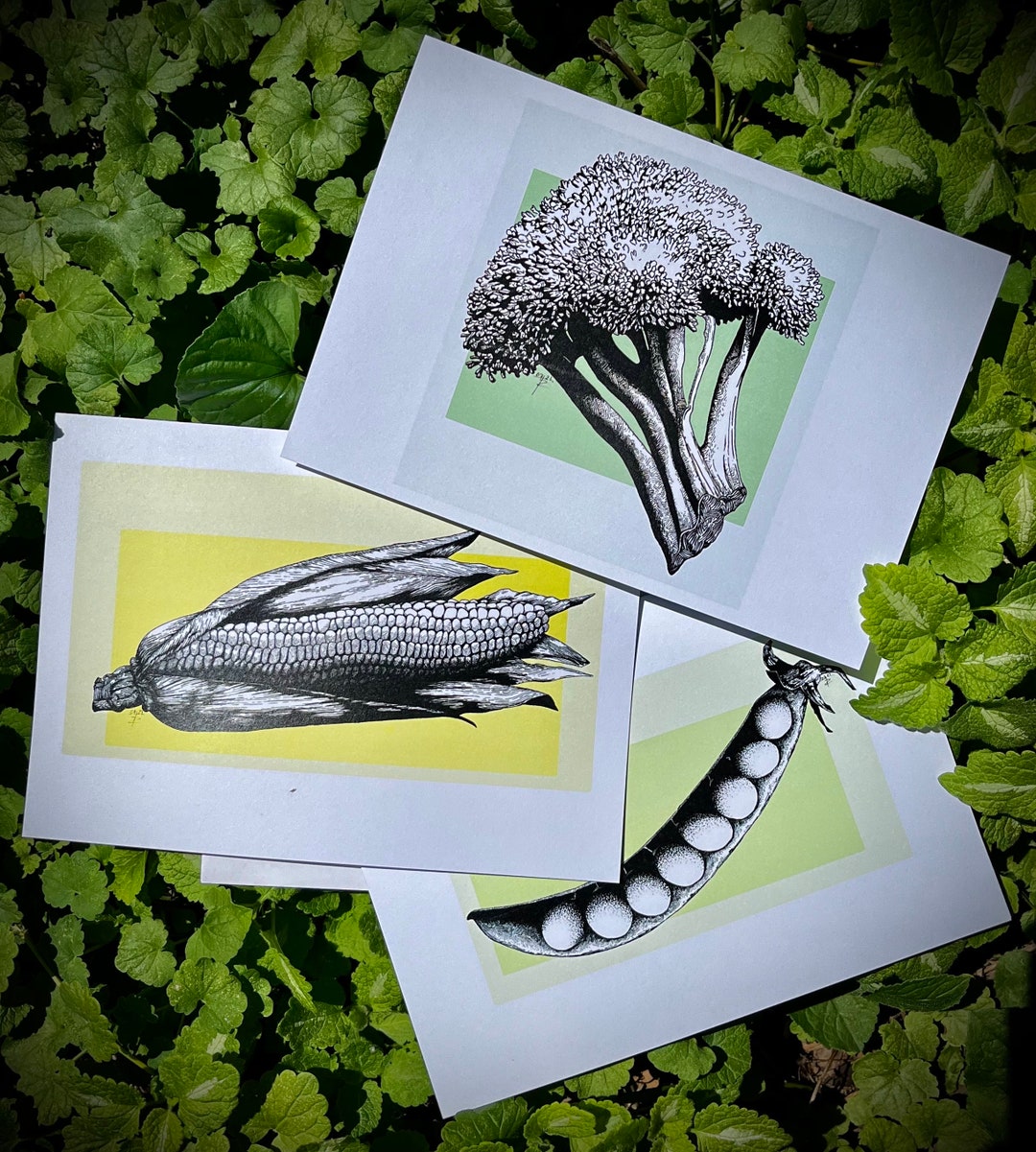 Hand Drawn Pen and Ink Vegetable Greeting Cards (3 Pack Contains ...