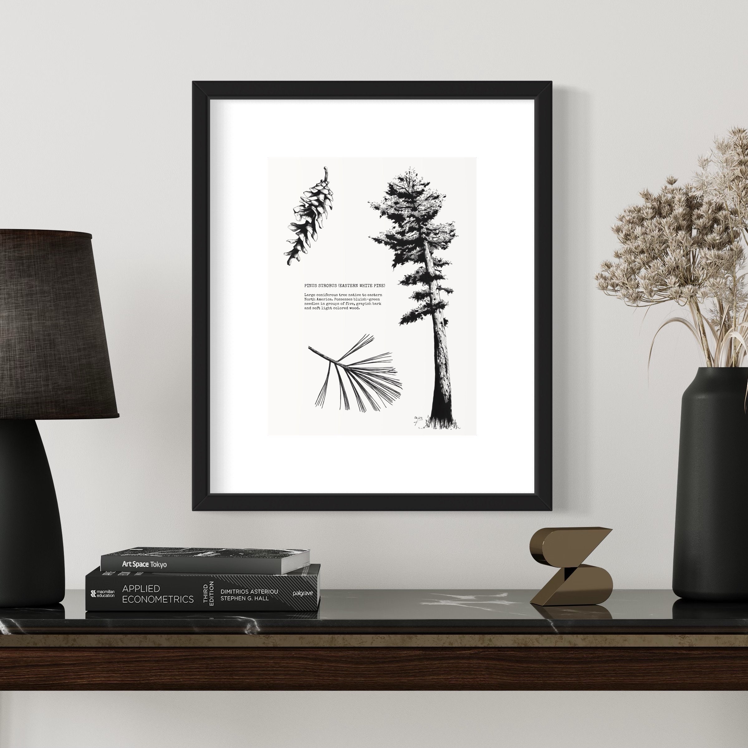 Eastern White Pine. Hand Drawn Pen and Ink Botanical Art. - Etsy