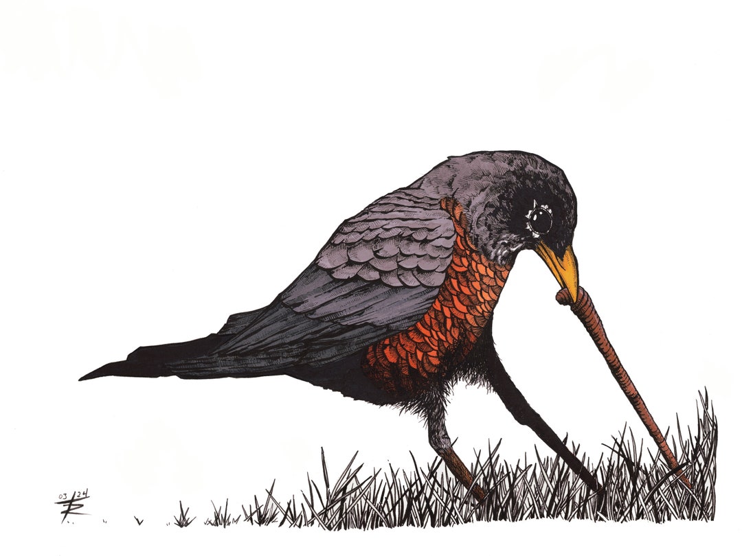 The Worm Hunter. Hand Drawn American Robin Pen and Ink Illustration. - Etsy