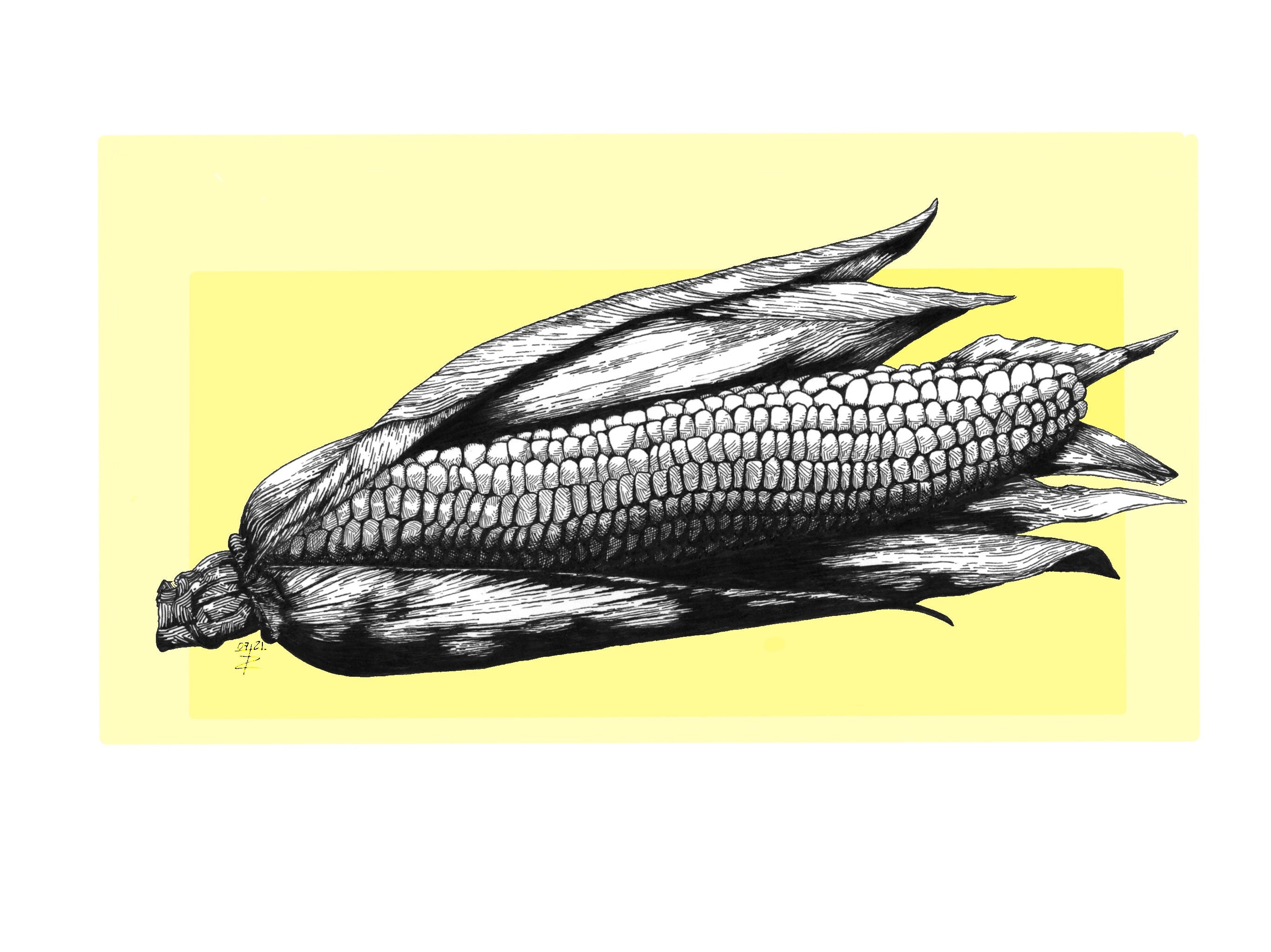 Corn. Hand Drawn Pen and Ink Botanical Illustration. - Etsy