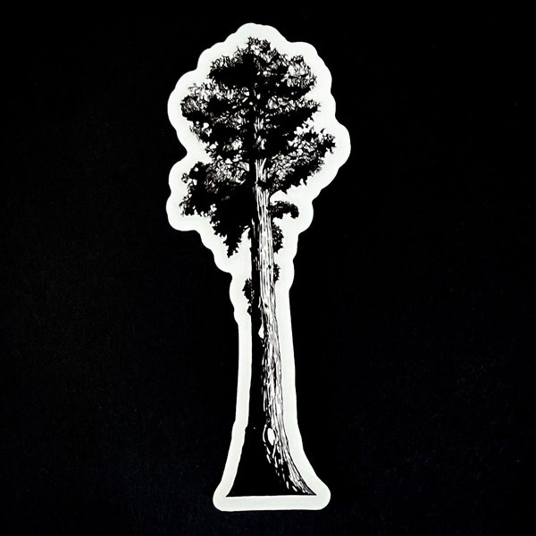 Giant Sequoia - Etsy