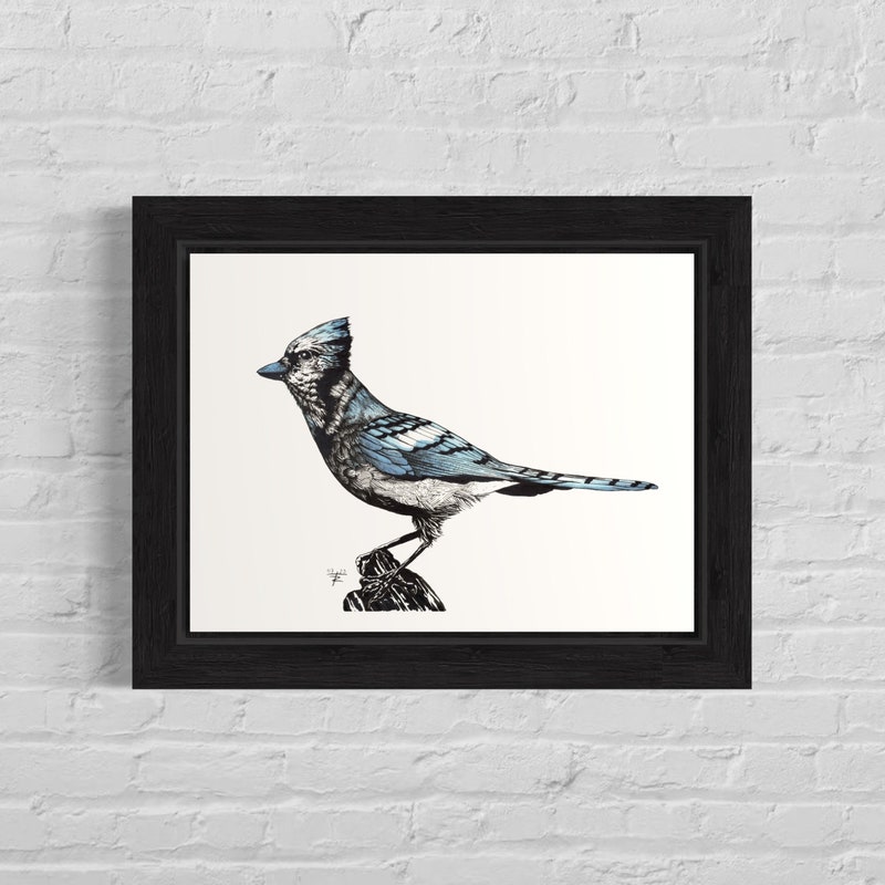 Blue Jay Art - Etsy