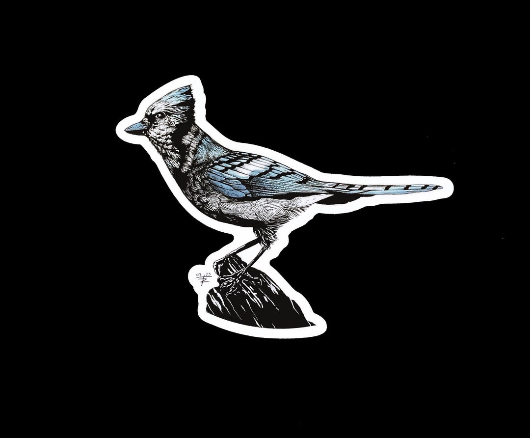 Blue Jay Vinyl Sticker, Hand Drawn Pen & Ink Illustration - Etsy