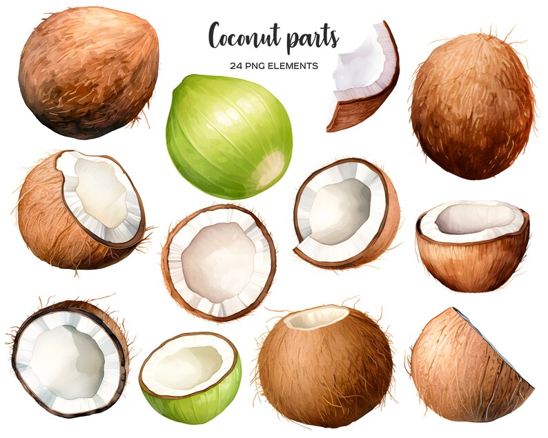 Watercolor Coconut Clipart: Tropical Fruit PNG Set (24 Items) - Etsy