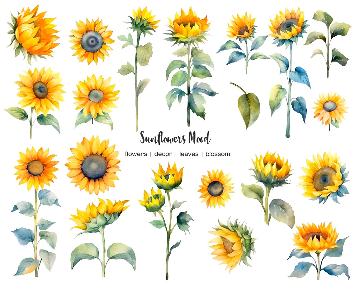 Watercolor Sunflower Clipart: Summer Blossom PNG (22 Items) - Etsy