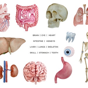 Watercolor Human Organs Clipart. Anatomy Human Body Parts PNG. Medical ...