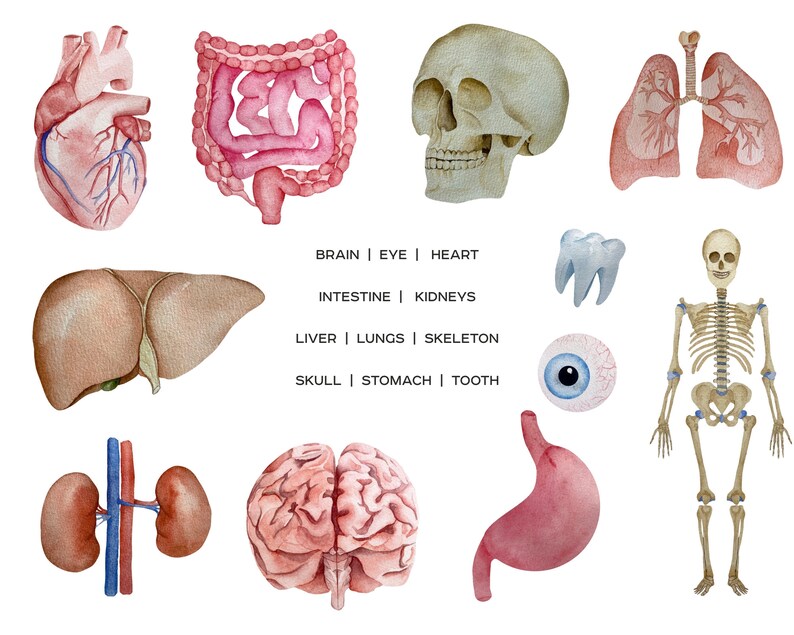 Watercolor Human Organs Clipart. Anatomy Human Body Parts PNG. Medical ...