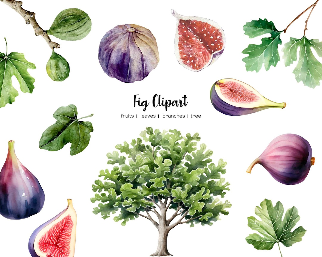 Watercolor Fig Clipart. Ficus Carica Clip Art. Fig Tree Illustration ...