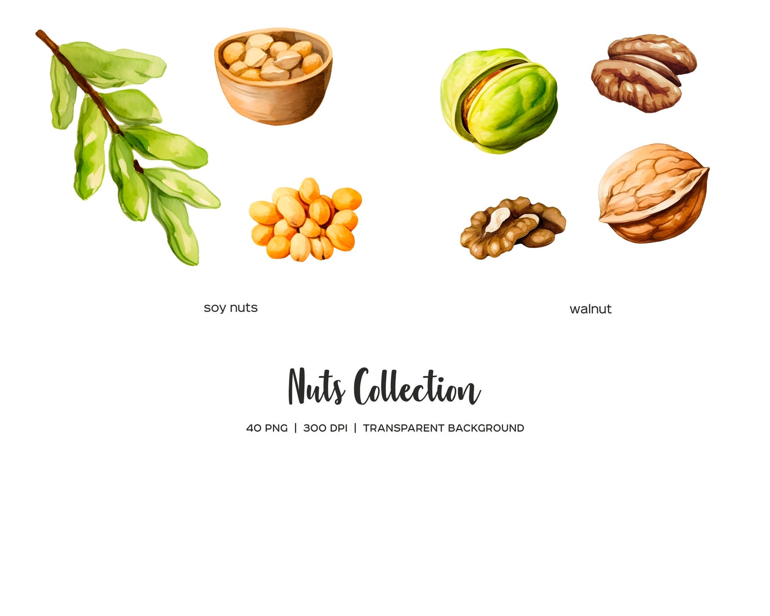 Watercolor Nuts Clipart: Vegan Food PNG Bundle (40 Items) - Etsy