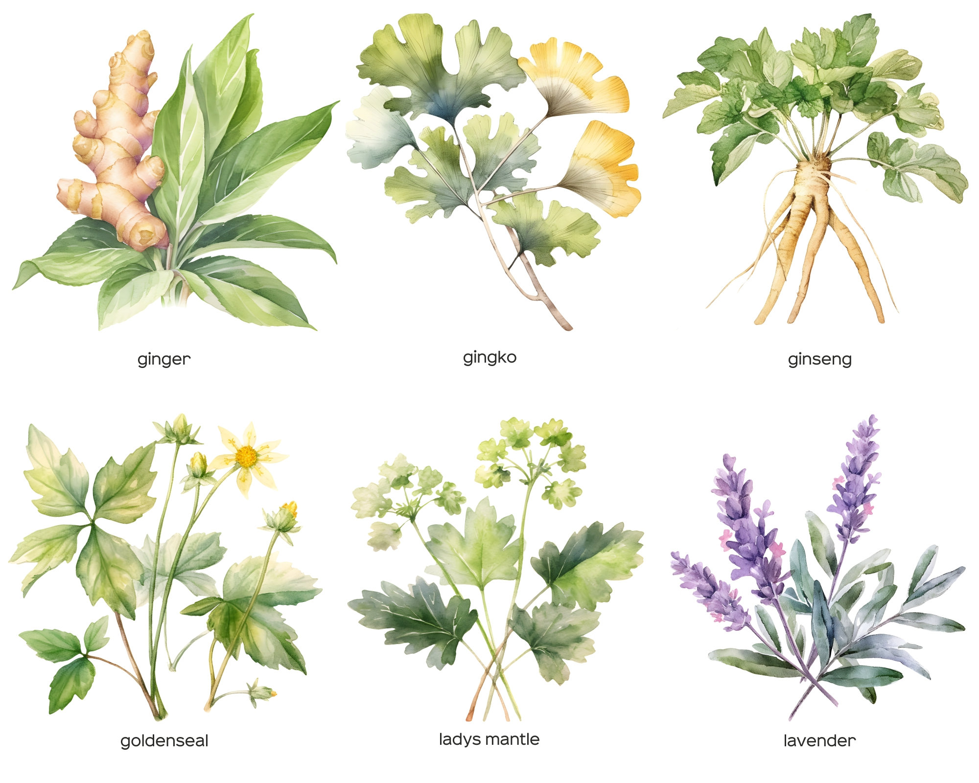 Watercolor Medicine Herbs Clipart. Herb Flower PNG. Medicinal Plants ...