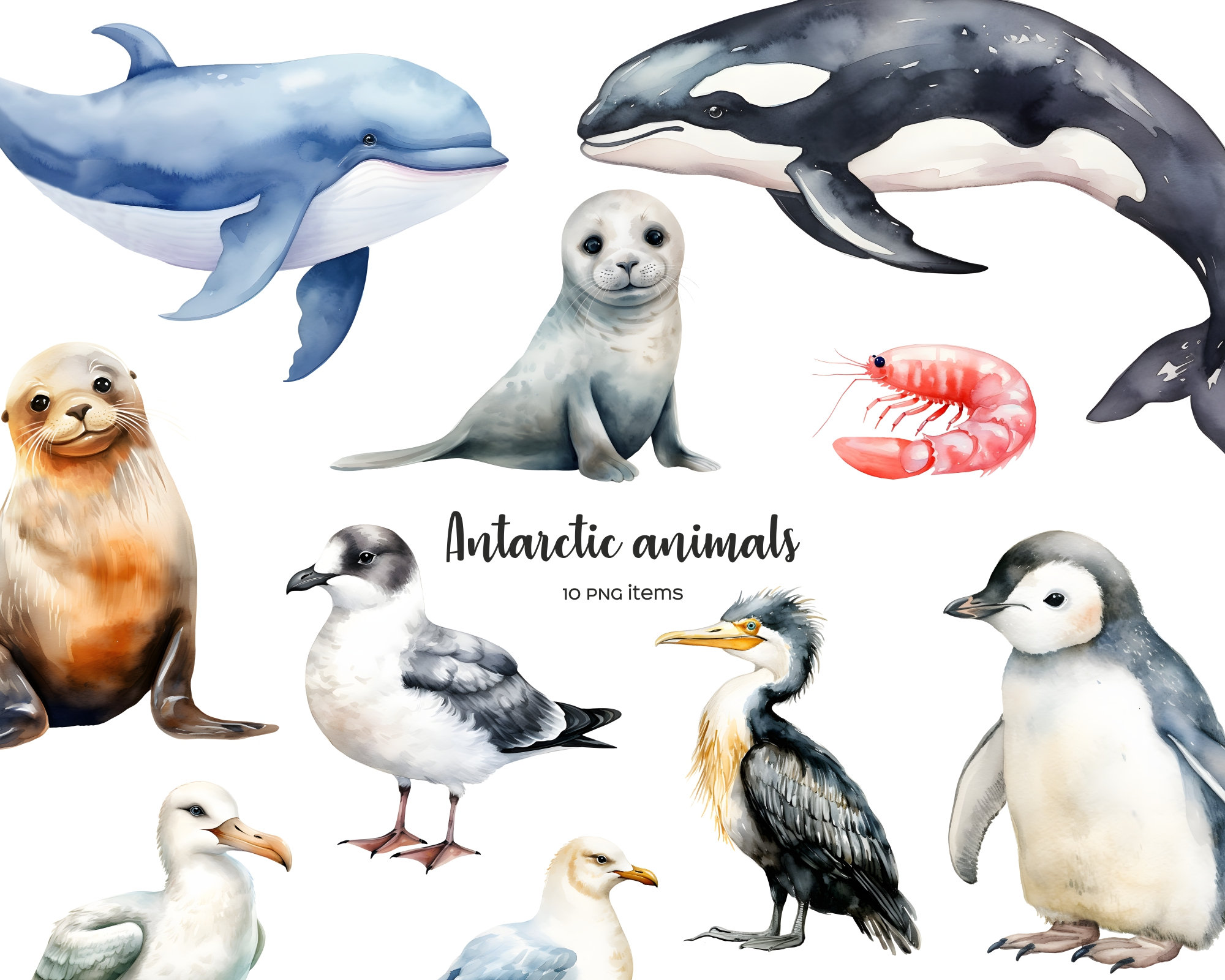 Watercolor Antarctic Animals Clipart: Polar Wildlife PNG (digital ...