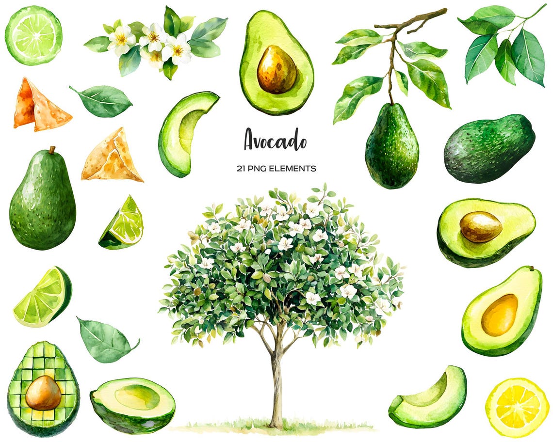 Watercolor Avocado Clipart: Fruit, Tree & Dishes (PNG Digital Download ...