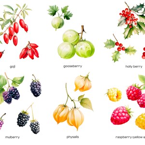 Watercolor Berries Clipart. Wild Berry Clip Art. Watercolor Strawberry ...