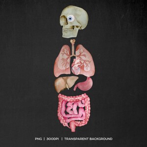 Watercolor Human Organs Clipart. Anatomy Human Body Parts PNG. Medical ...