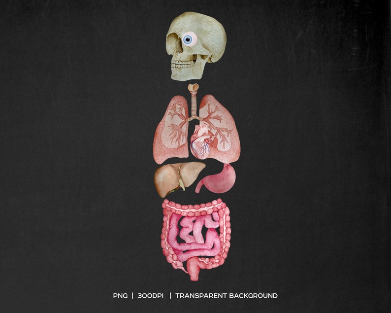 Watercolor Human Organs Clipart. Anatomy Human Body Parts PNG. Medical ...