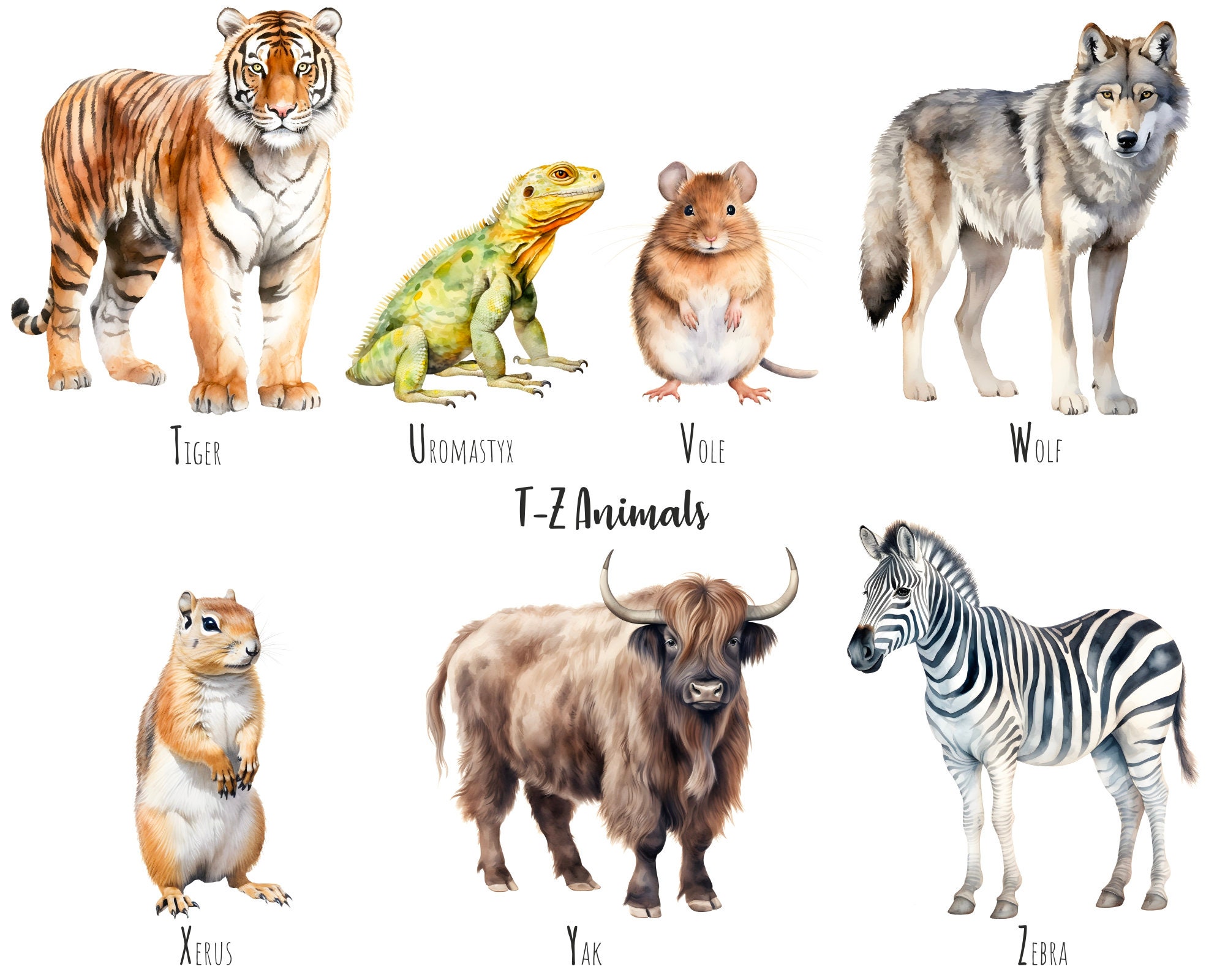 Watercolor Alphabet Animals Clipart: A-Z Zoo PNG (digital Download) - Etsy