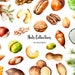 Watercolor Nuts Clipart: Vegan Food PNG Bundle (40 Items) - Etsy