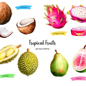 Watercolor Tropical Fruit Clipart: Exotic Food PNG Set (64 Items ...