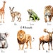 Watercolor Alphabet Animals Clipart: A-Z Zoo PNG (digital Download) - Etsy