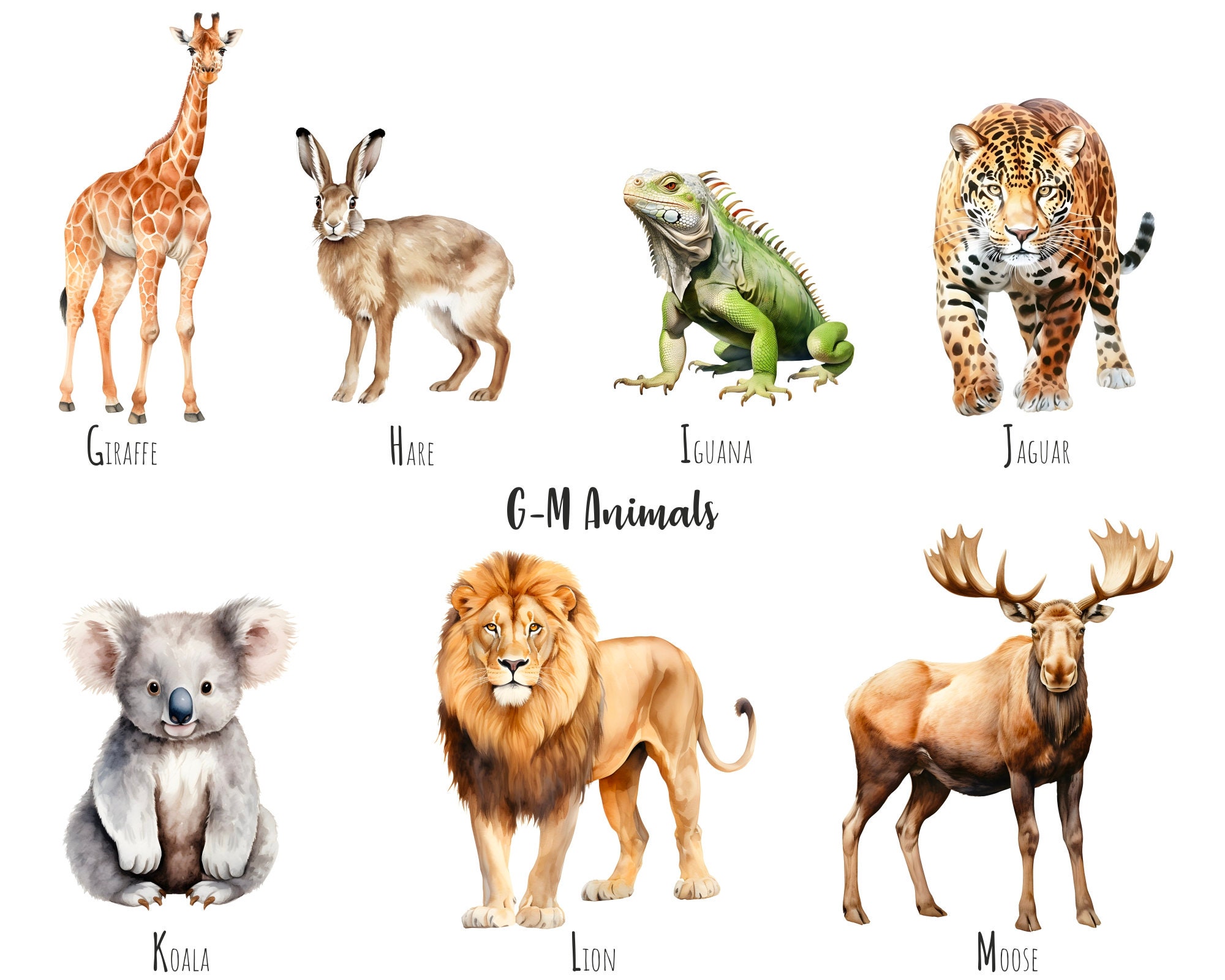 Watercolor Alphabet Animals Clipart: A-Z Zoo PNG (digital Download) - Etsy