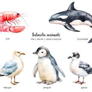 Watercolor Antarctic Animals Clipart: Polar Wildlife PNG (digital ...