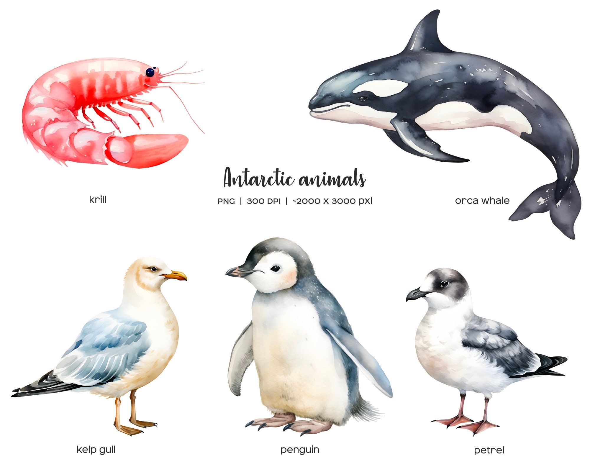 Watercolor Antarctic Animals Clipart. 10 Animals of Antarctica ...