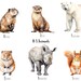 Watercolor Alphabet Animals Clipart: A-Z Zoo PNG (digital Download) - Etsy