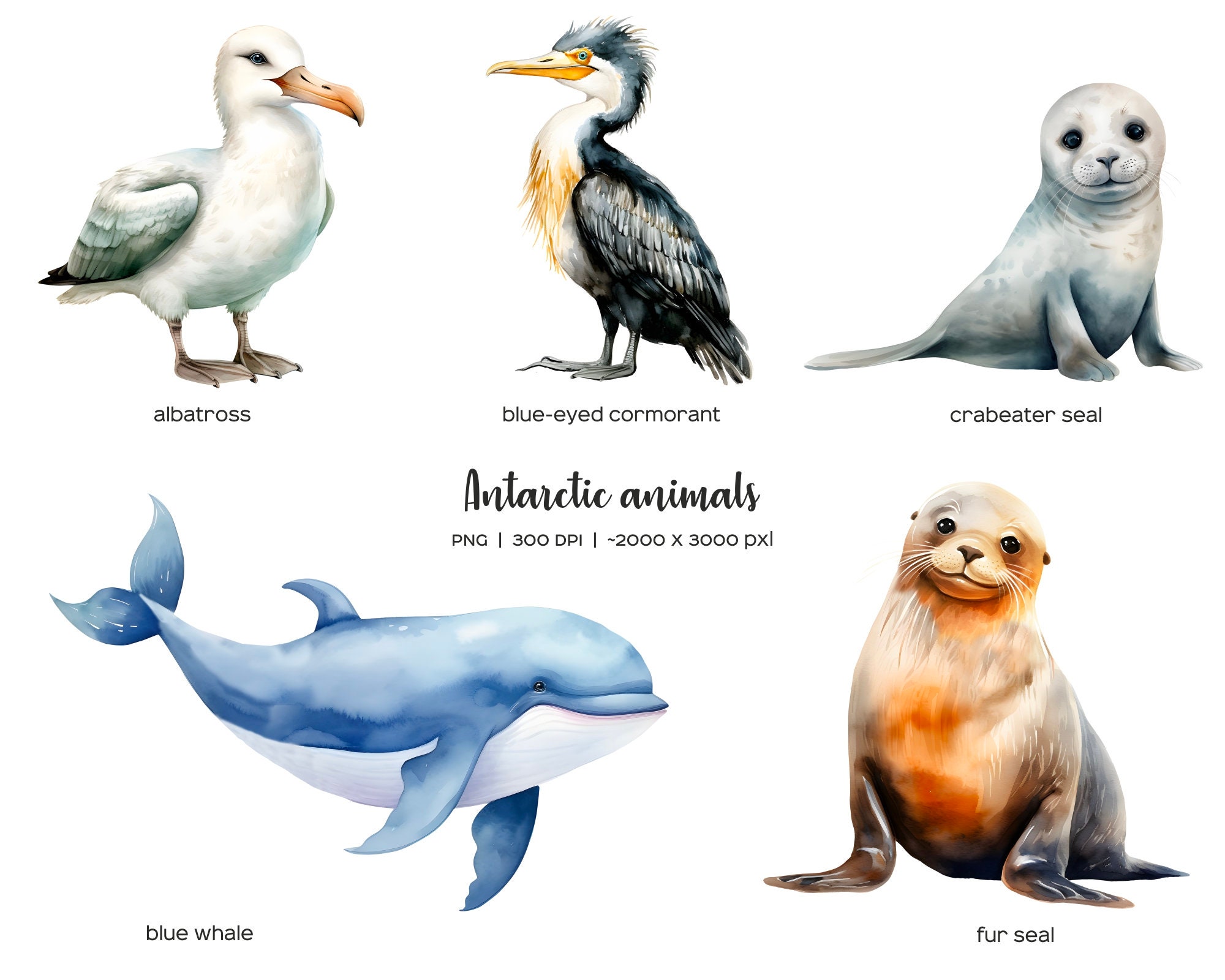Watercolor Antarctic Animals Clipart: Polar Wildlife PNG (digital ...