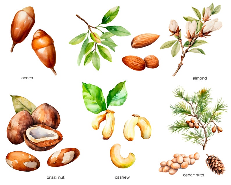 Watercolor Nuts Clipart: Vegan Food PNG Bundle (40 Items) - Etsy