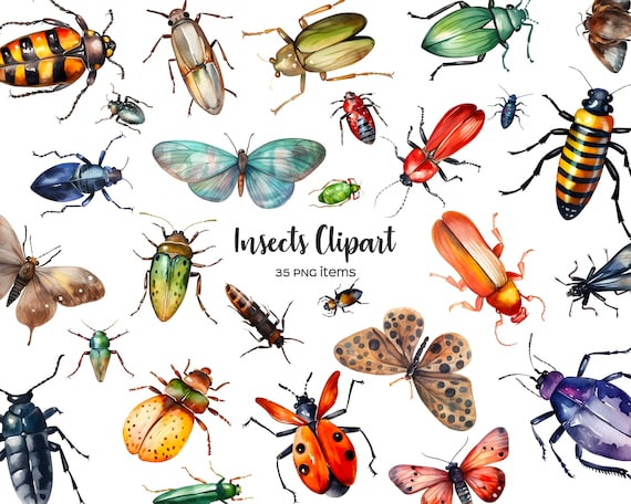 Images Of Insects Clipart