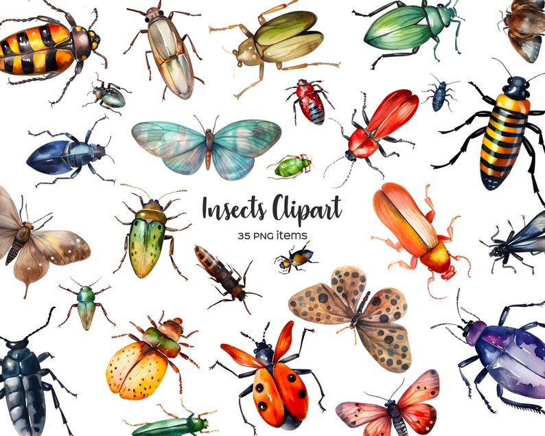 Watercolor Insects Clipart: 35 Beetle & Bug PNG Illustrations (digital ...