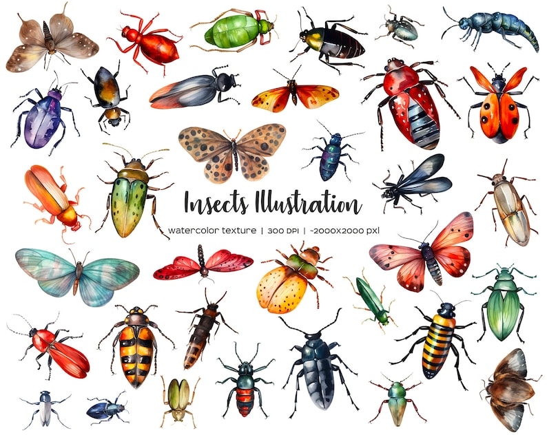 Watercolor Insects Clipart: 35 Beetle & Bug PNG Illustrations (digital ...