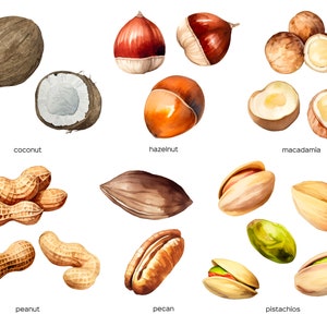 Watercolor Nuts Clipart: Vegan Food PNG Bundle (40 Items) - Etsy