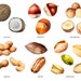 Watercolor Nuts Clipart: Vegan Food PNG Bundle (40 Items) - Etsy