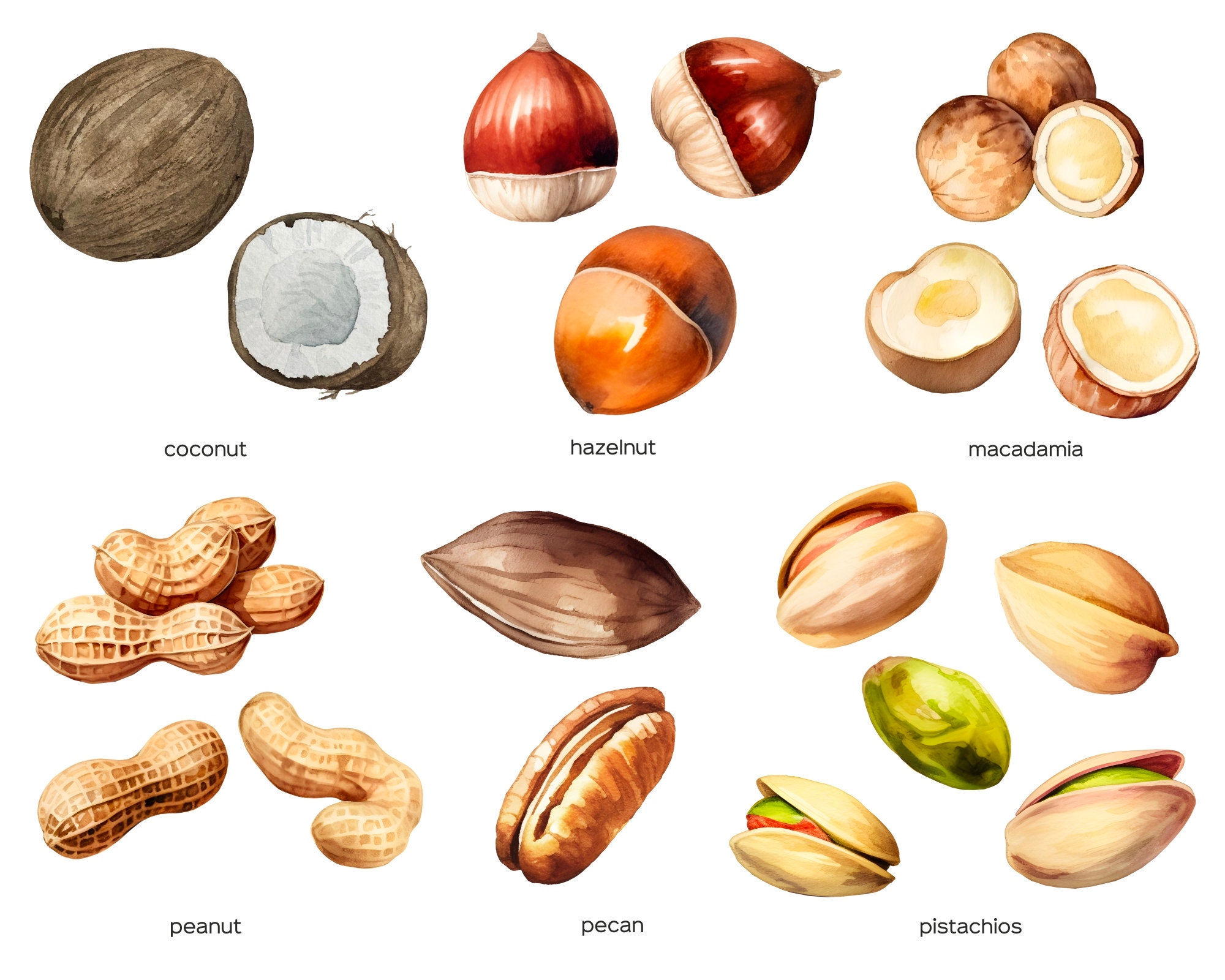 Watercolor Nuts Clipart: Vegan Food PNG Bundle (40 Items) - Etsy