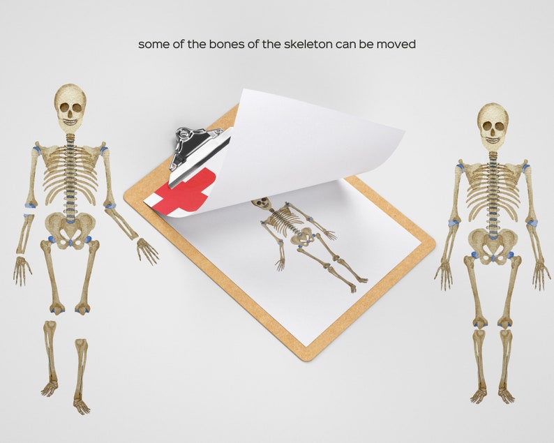 Watercolor Human Organs Clipart. Anatomy Human Body Parts PNG. Medical ...