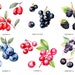 Watercolor Berries Clipart. Wild Berry Clip Art. Watercolor Strawberry ...
