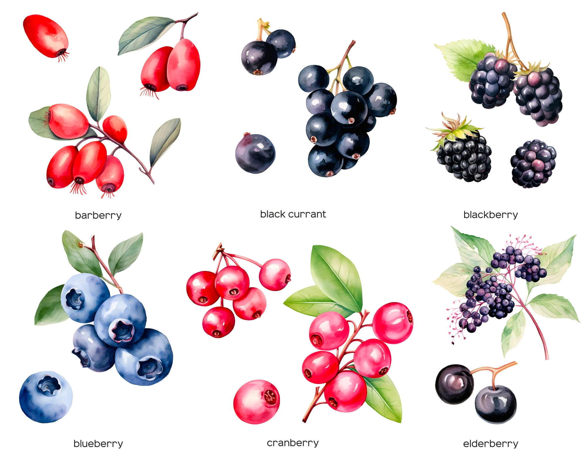 Watercolor Berries Clipart. Wild Berry Clip Art. Watercolor Strawberry ...