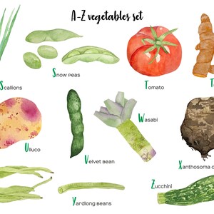 Watercolor Vegetable Clipart A-Z: Veggies Alphabet (PNG Digital ...