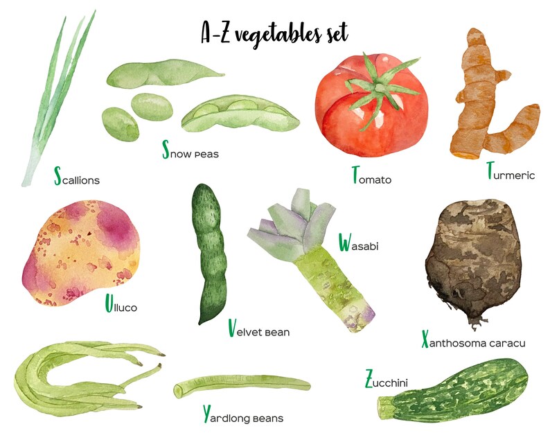 Watercolor Vegetable Clipart A-Z: Veggies Alphabet (PNG Digital ...