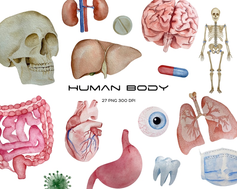 Watercolor Human Organs Clipart. Anatomy Human Body Parts PNG. Medical ...