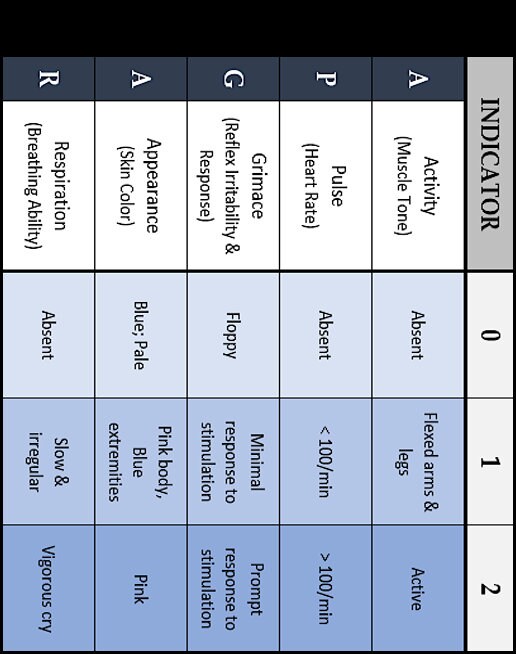 Badge Buddy APGAR - Etsy