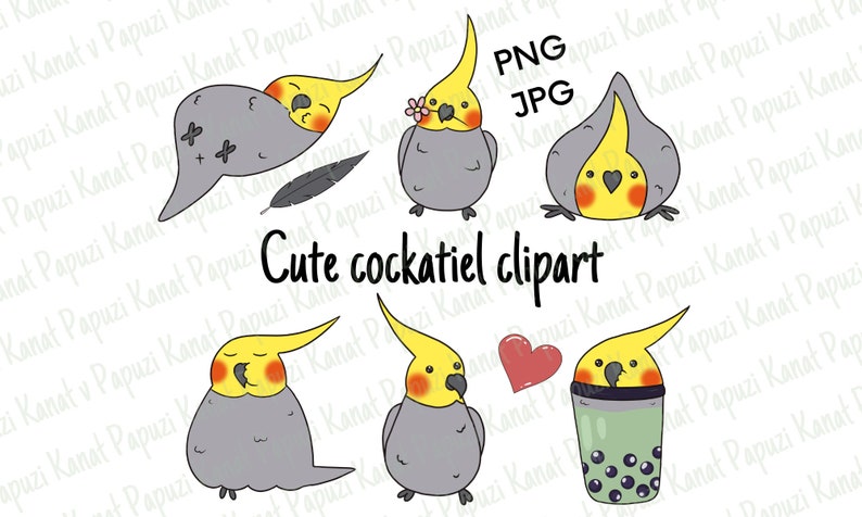Cute Kawaii Cockatiel Clipart Set. Clipart Good Quality, PNG, JPG, 300 ...