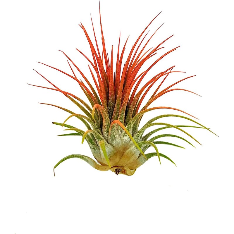 Color Enhanced Air Plants - Etsy