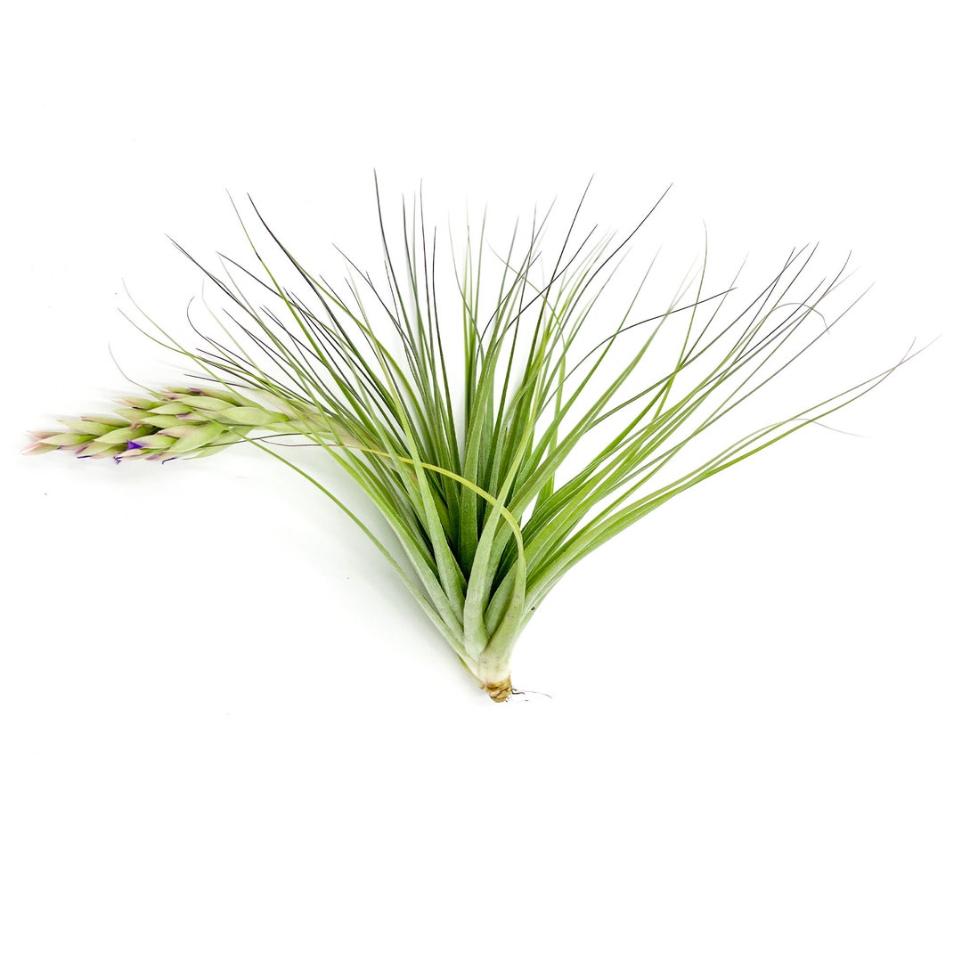 Ragnaroc Air Plants Flowering Tillandsia Lilla Lilac Large - Etsy Ragnaroc Air Plants Flowering Tillandsia Lilla Lilac Large - Etsy