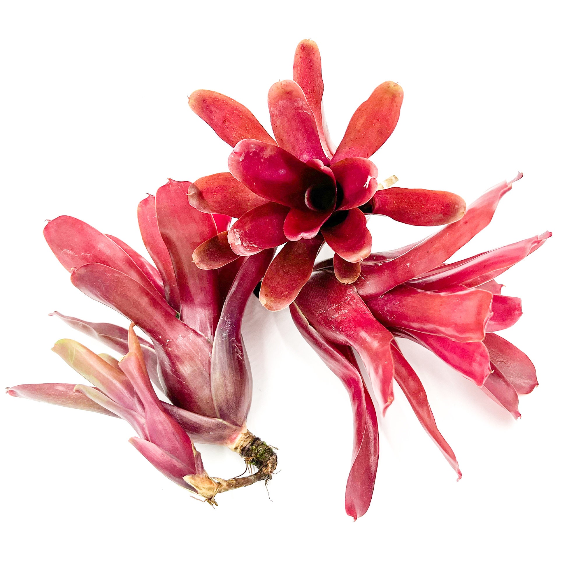 Ragnaroc Air Plants Bromeliad Neoregelia 'fireball' - Etsy